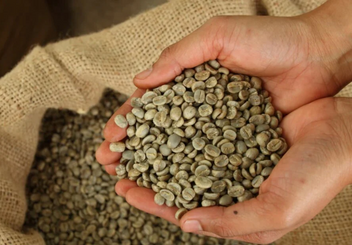 Bulk Buy and Wholesale Coffee Beans in Australia | Green Bean Coffee